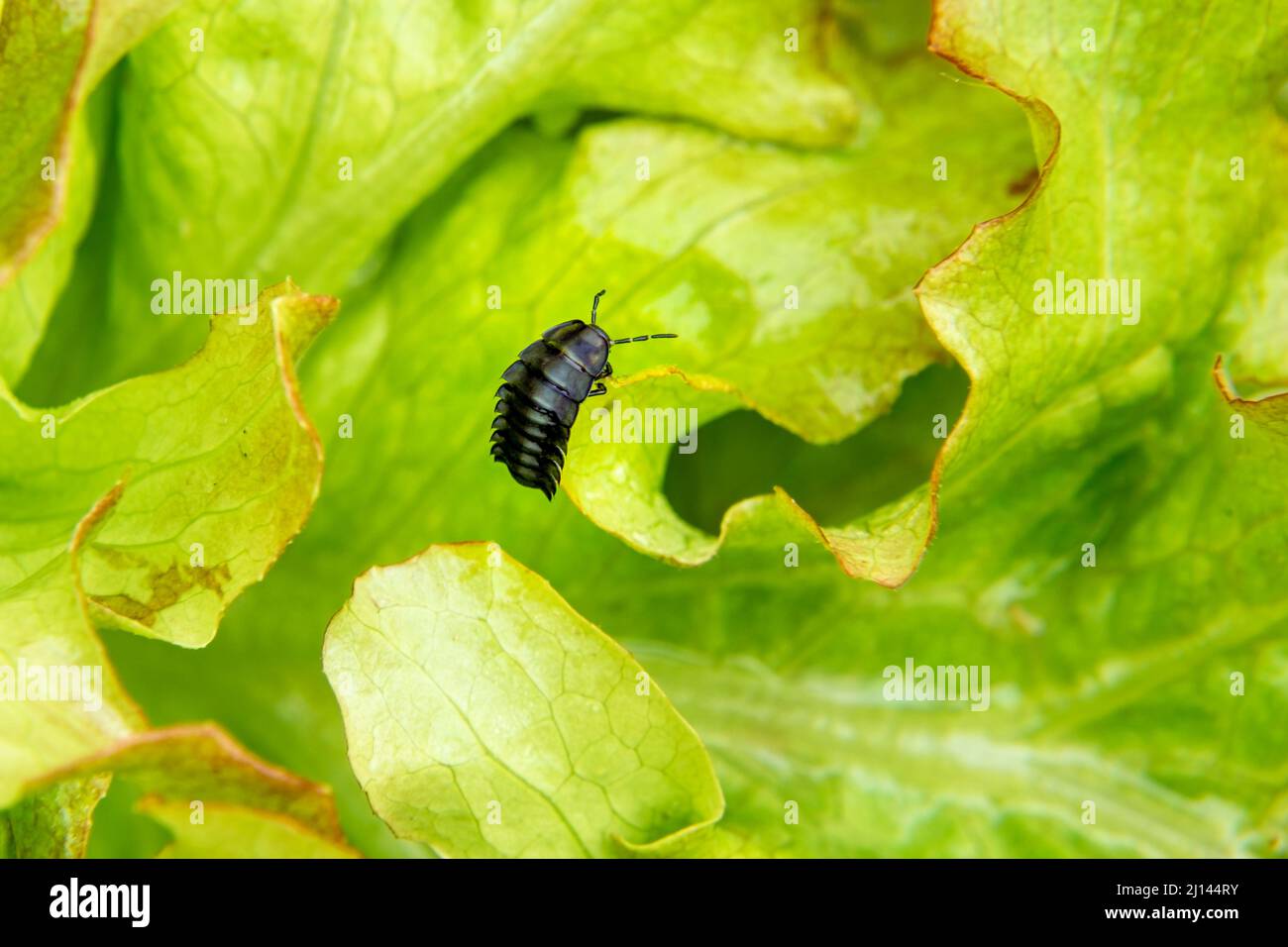 predatory black and ugly gravedigger beetle larva runs through the ...