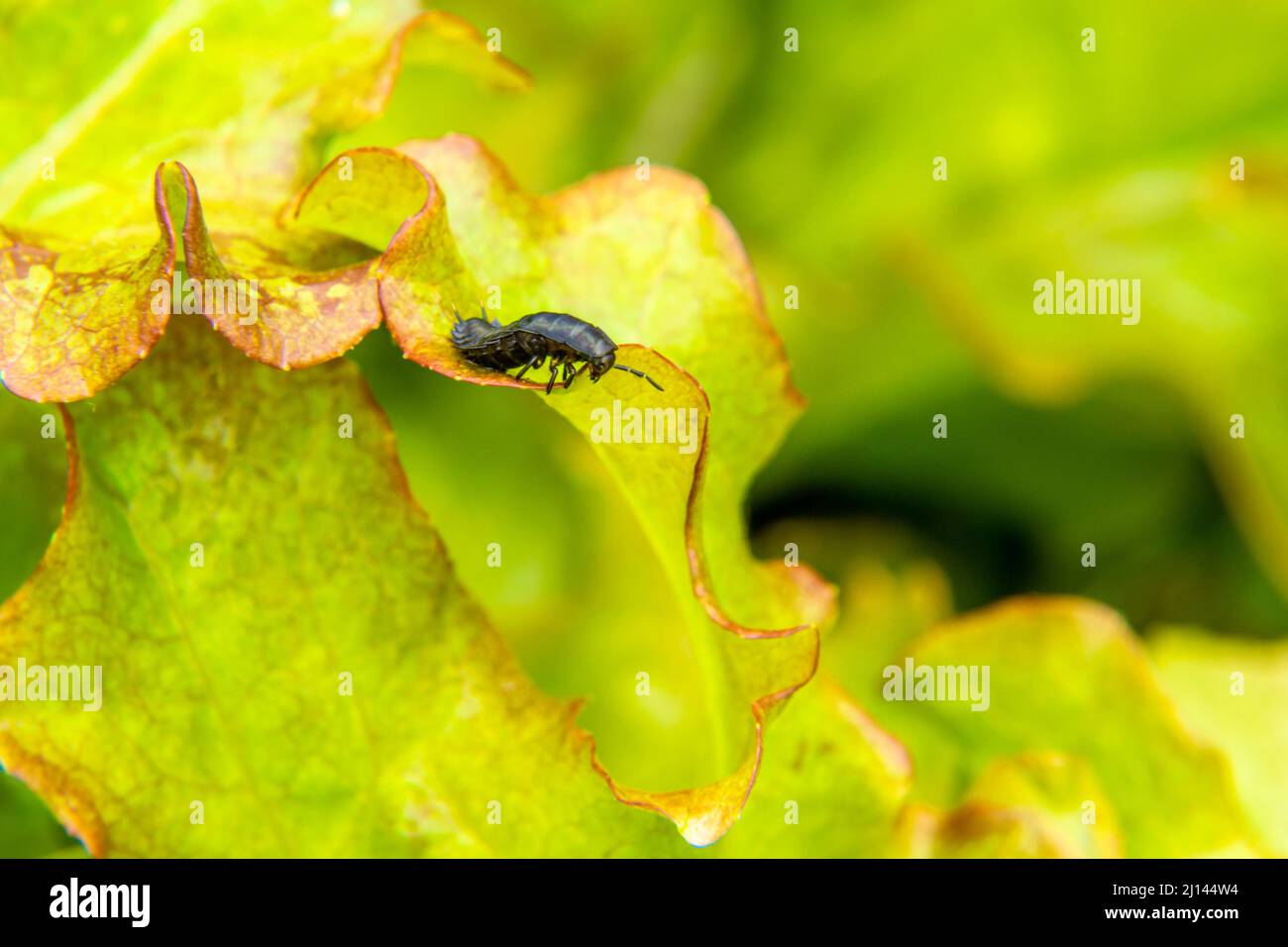 terrible black beetle larva Ablattaria laevigata feeds on lush and ...