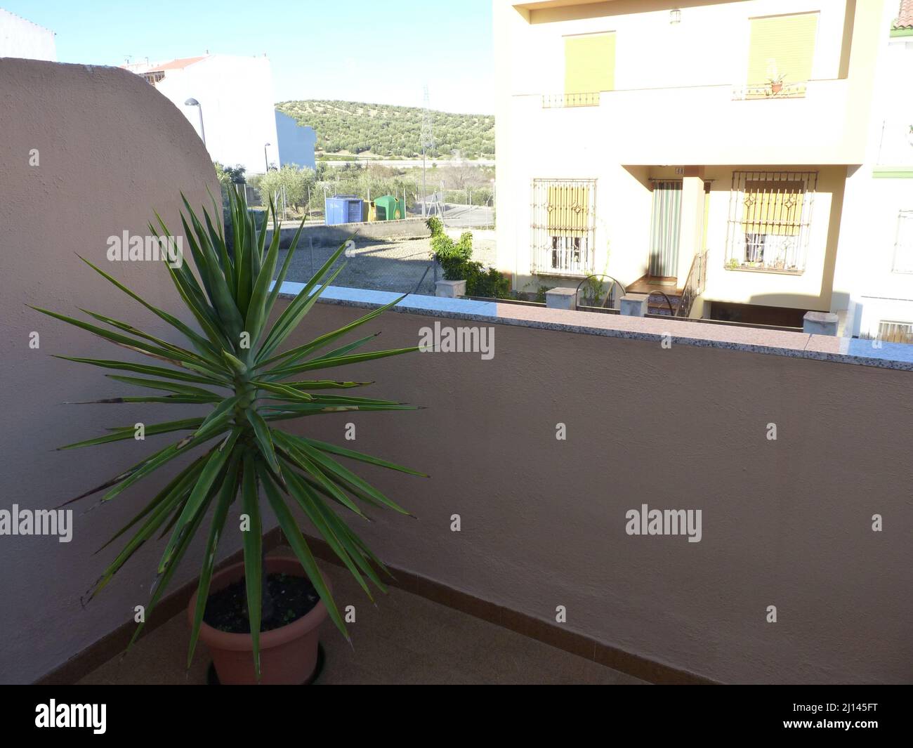 Balcony with plant and olive trees background Stock Photo - Alamy