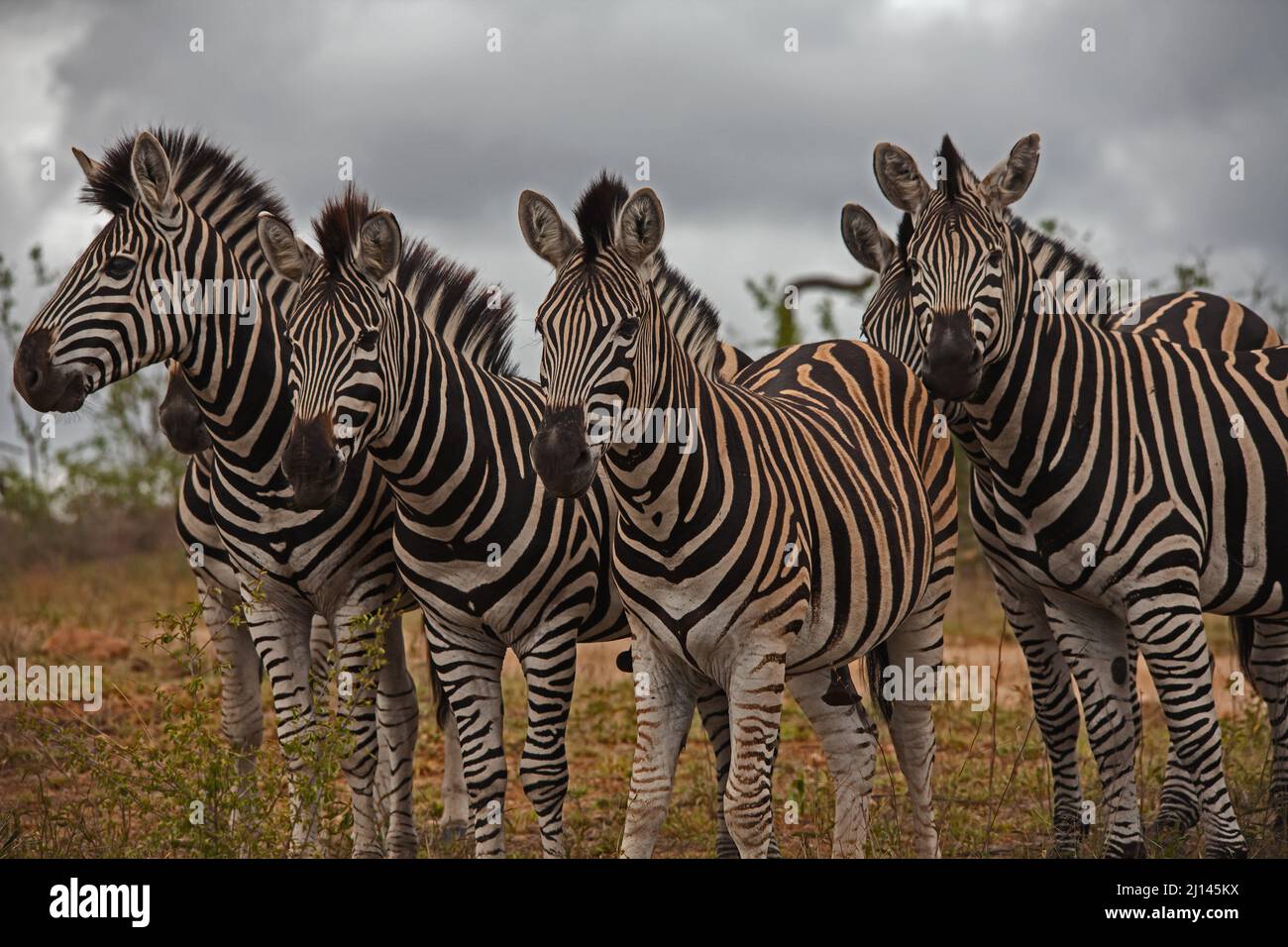 Zebra Stallions 13831 Stock Photo - Alamy