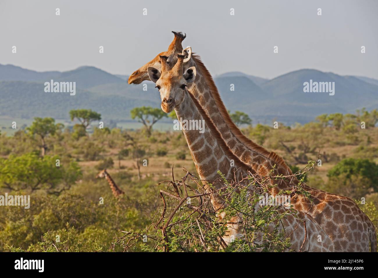 Female giraffe herd hi-res stock photography and images - Alamy