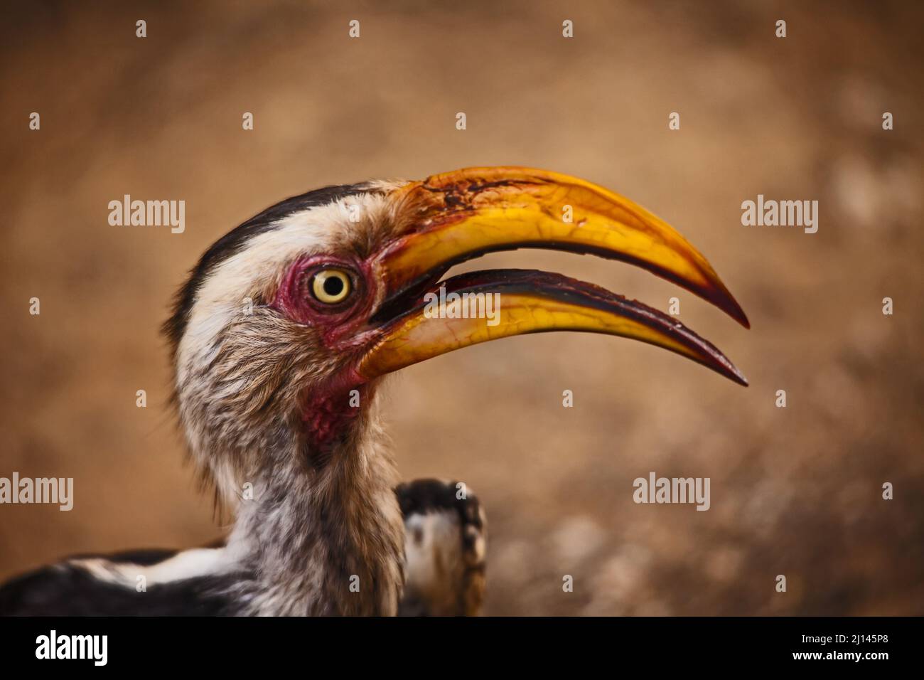 Tockus leucomelas tree hi-res stock photography and images - Alamy