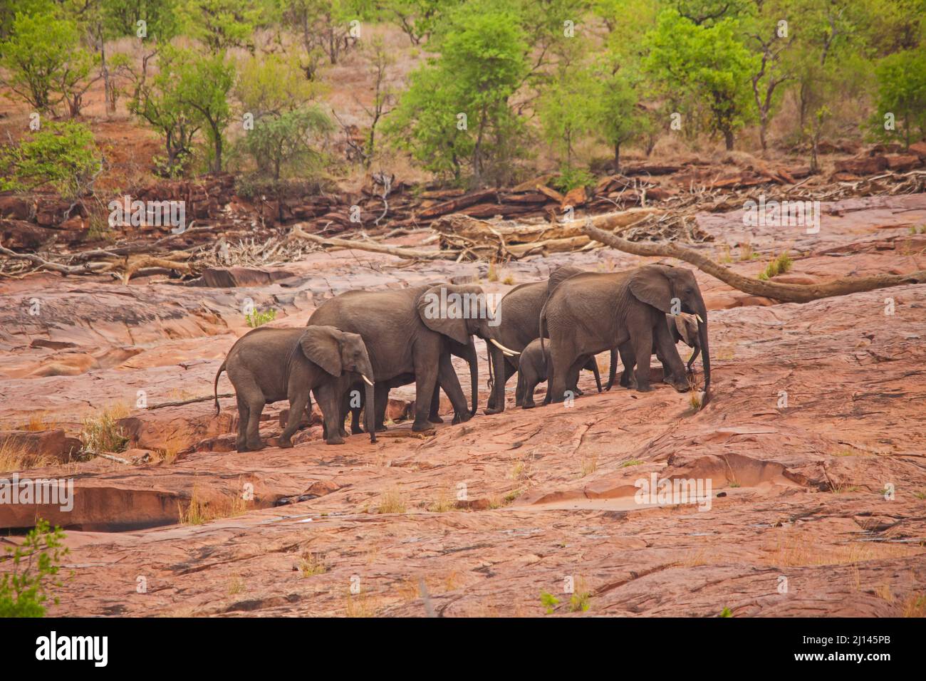 African elephant extinction hi-res stock photography and images - Alamy