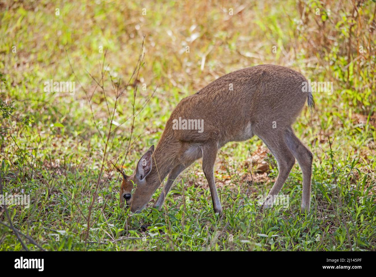 Common duiker male kruger national hi-res stock photography and images ...