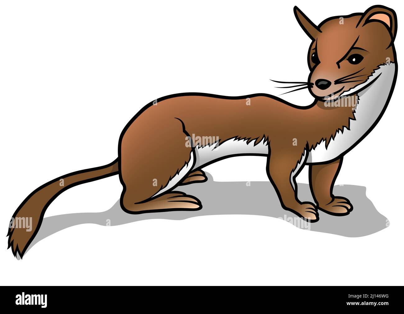 White short tail weasel Stock Vector Images - Alamy White short tail weasel Stock Vector Images - Alamy