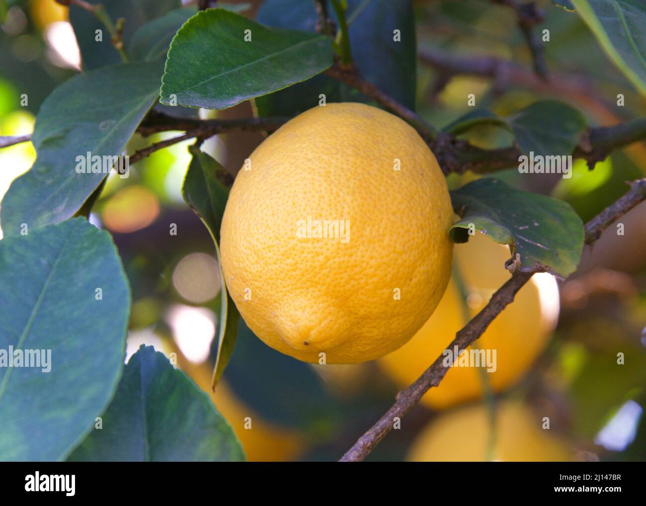 Close up of Lisbon lemons ripening on the tree, surrounded by green ...
