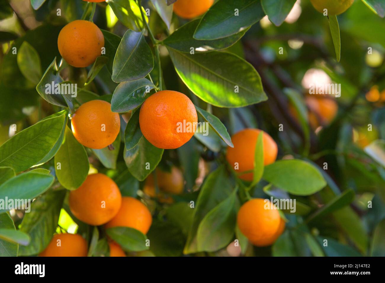Calamansi, or calamondin, economically important citrus hybrid ...