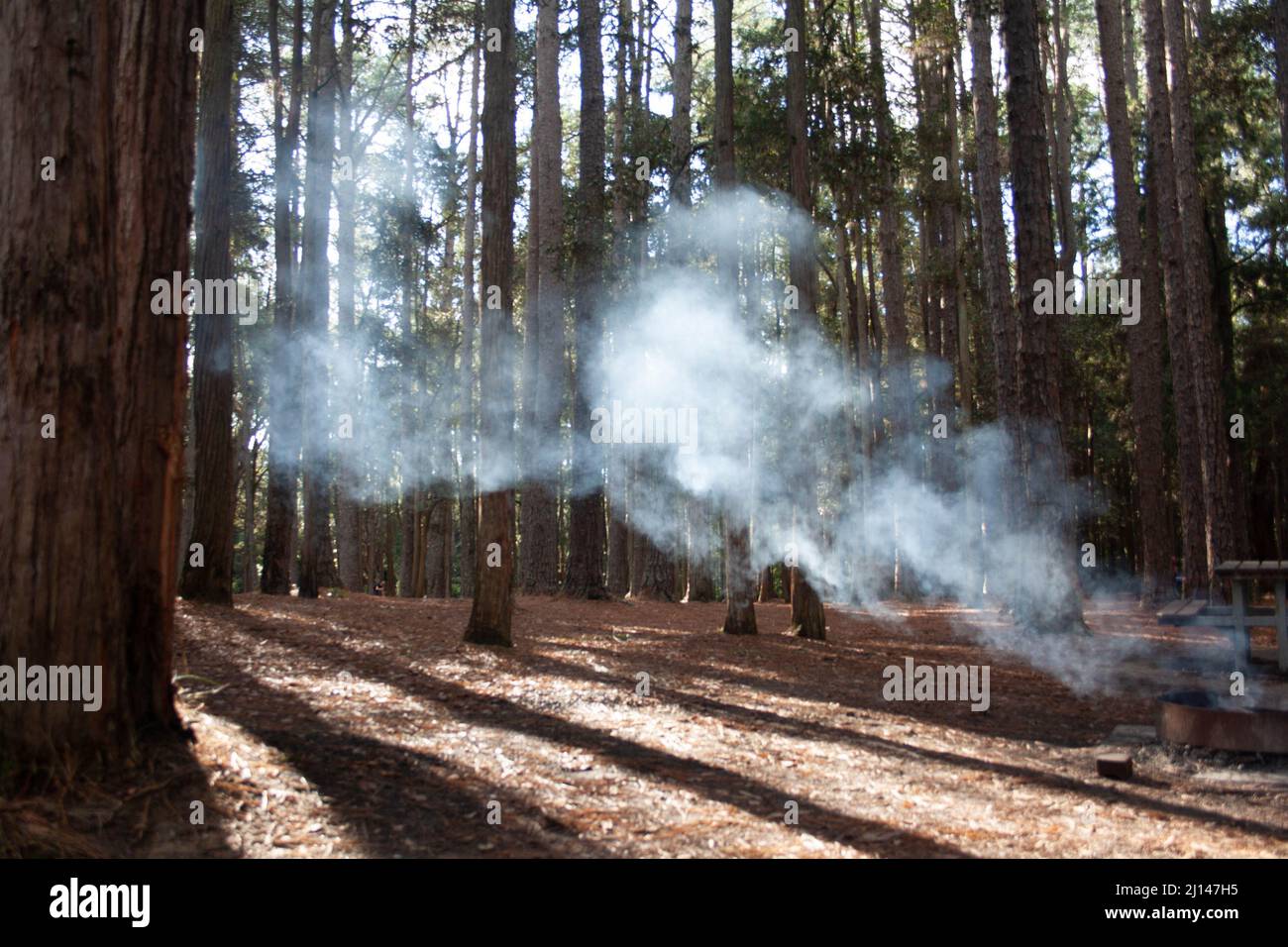 Scenic view of a forest with tall pine trees and smoke coming out of a ...