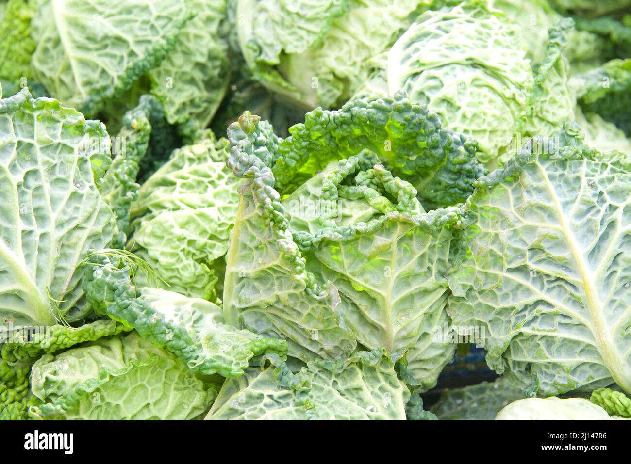 Harvesting kale hi-res stock photography and images - Alamy