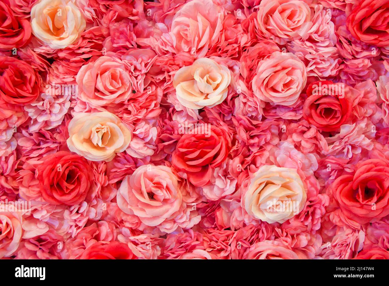 Red and cream colored rose hi-res stock photography and images - Alamy