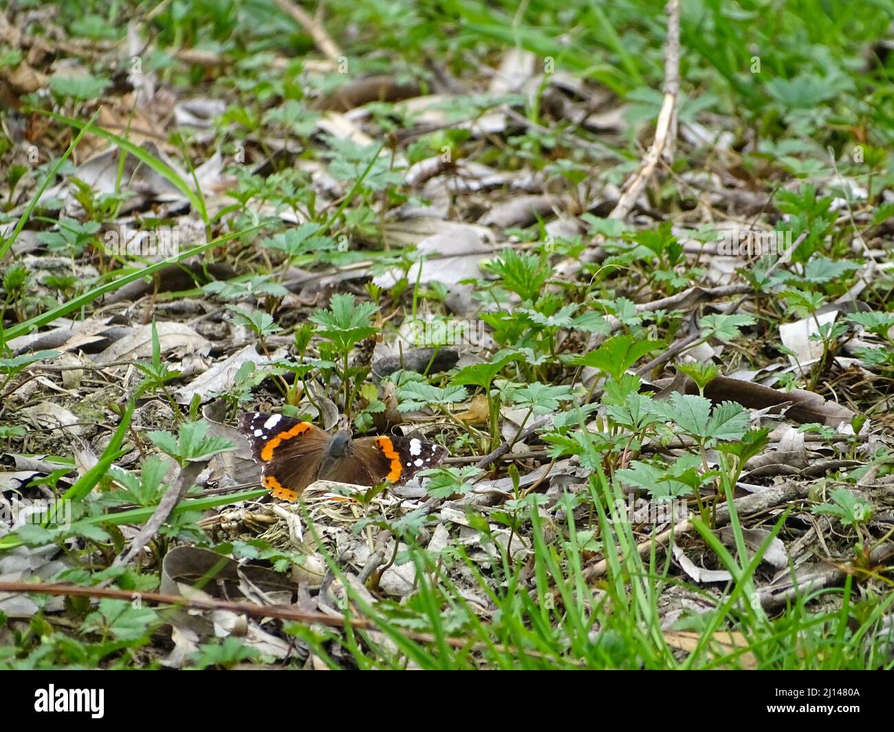 La Garzaia natural reserve park at Pomponesco Mantua Italy Stock Photo ...