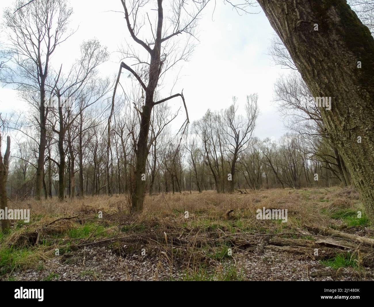 La Garzaia natural reserve park at Pomponesco Mantua Italy Stock Photo ...