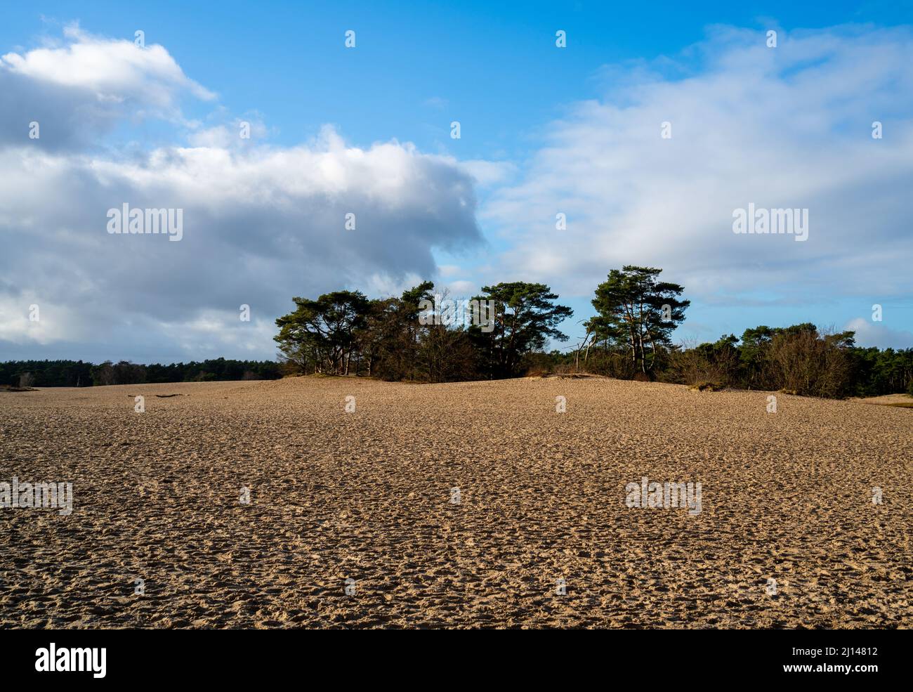 Dune landscape group trees hi-res stock photography and images - Alamy