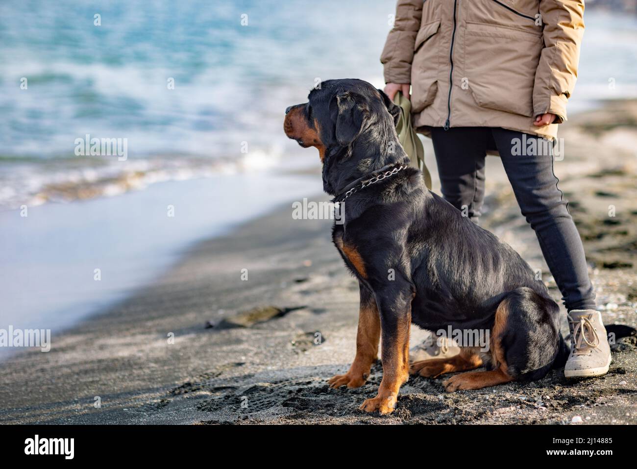 A large beautiful faithful dog of the Rottweiler breed sits near its ...