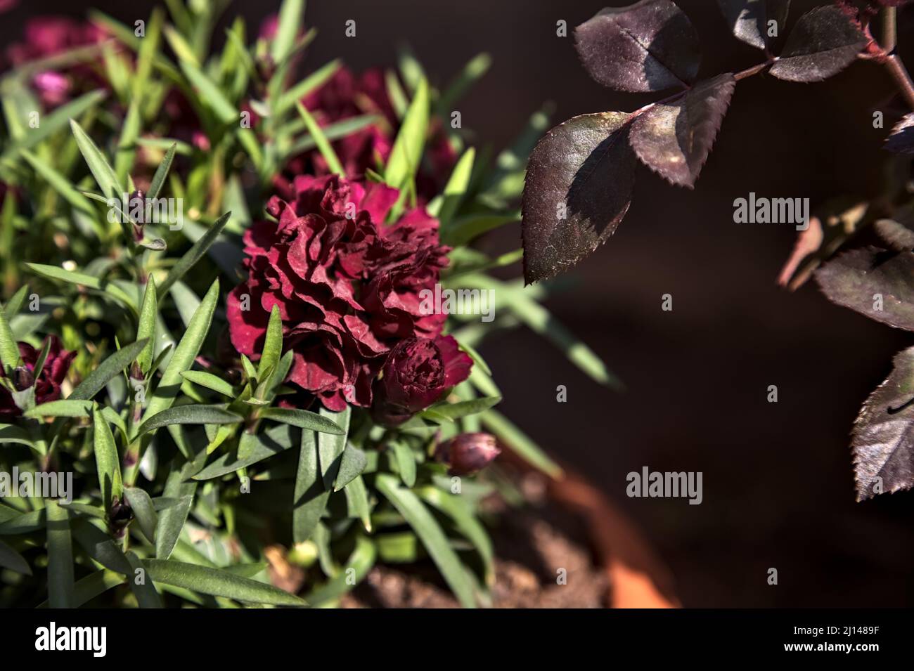 Purple carnations in bloom in a vase seen up close Stock Photo - Alamy