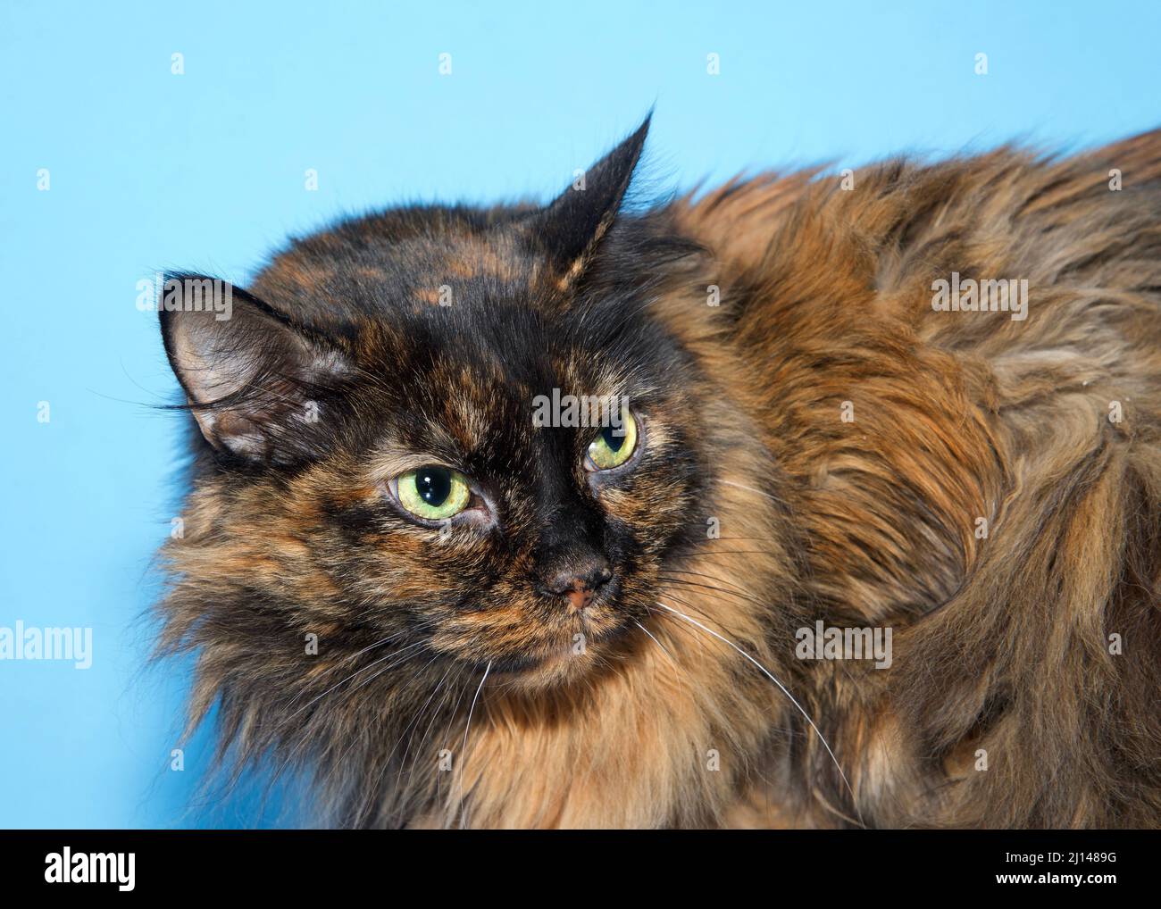 Profile portrait of a long haired tortie tabby cat looking to viewers ...