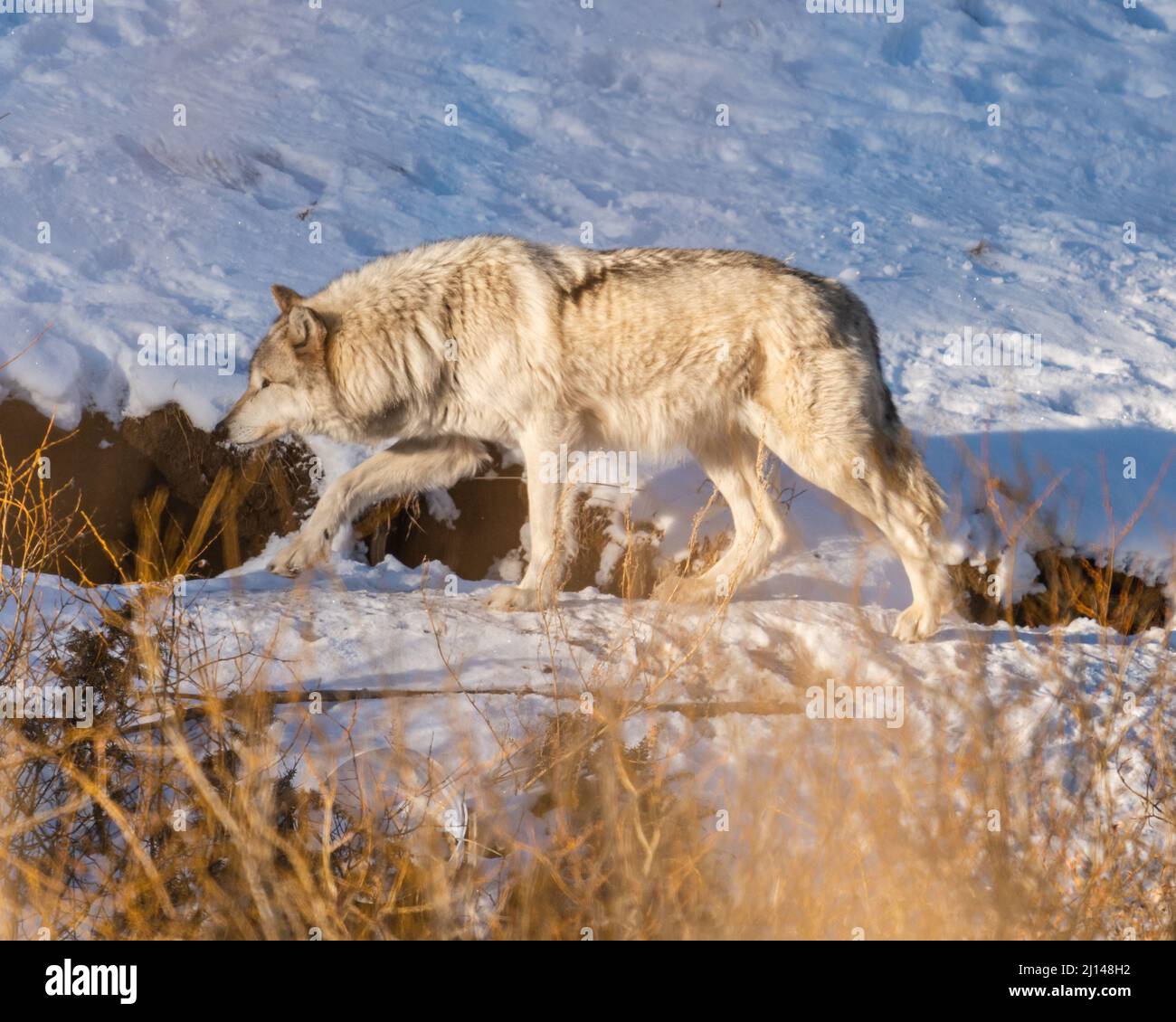 Wild wolf walking in a forest in winter in sunny weather Stock Photo ...
