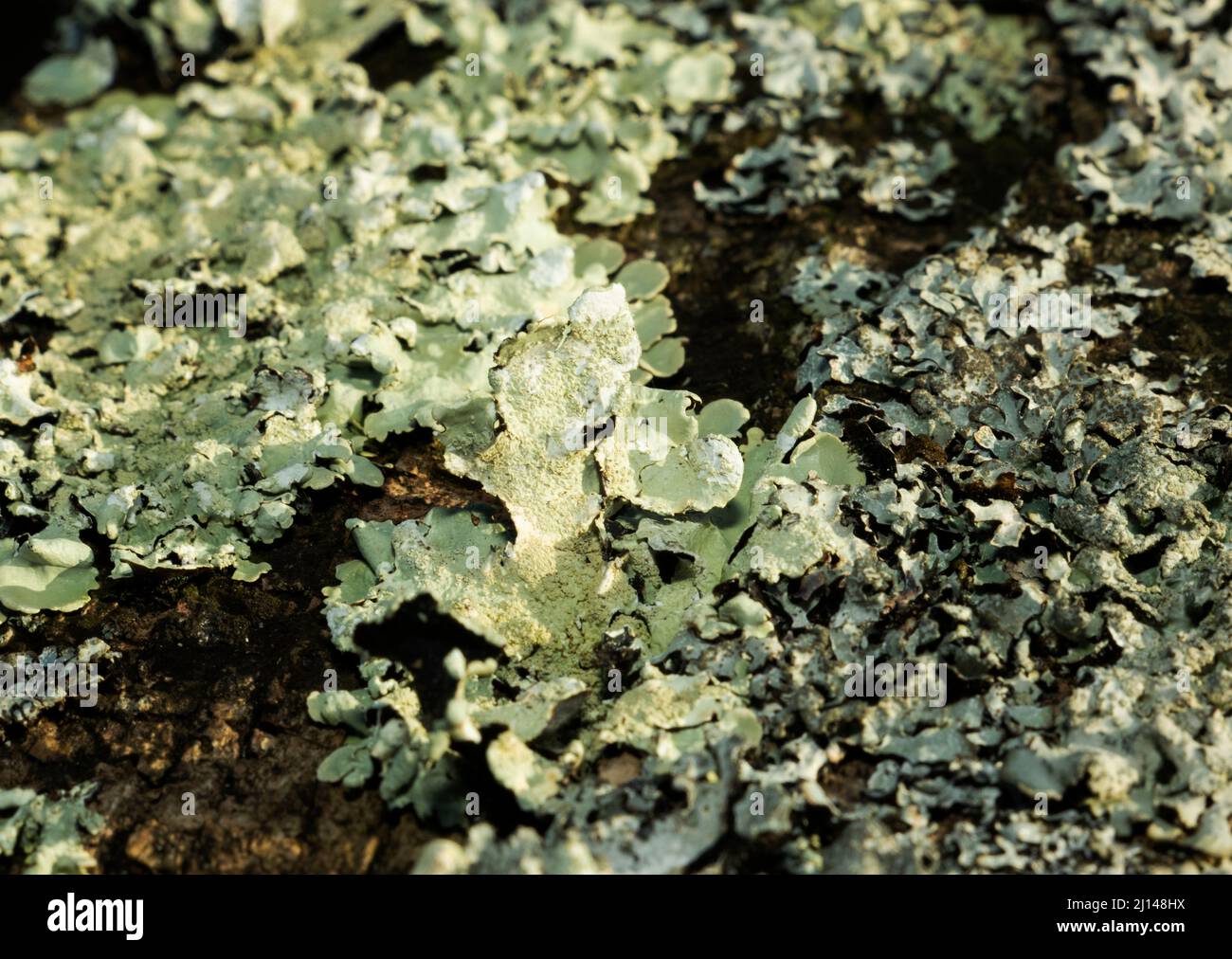 Damp terrestrial habitat hi-res stock photography and images - Alamy