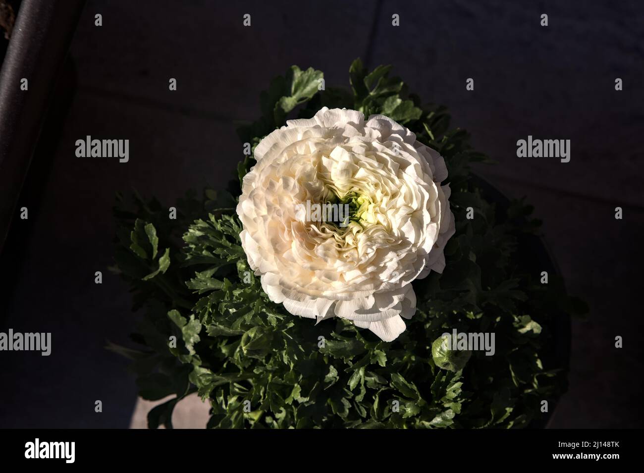 White buttercup in bloom in a vase seen up close Stock Photo - Alamy