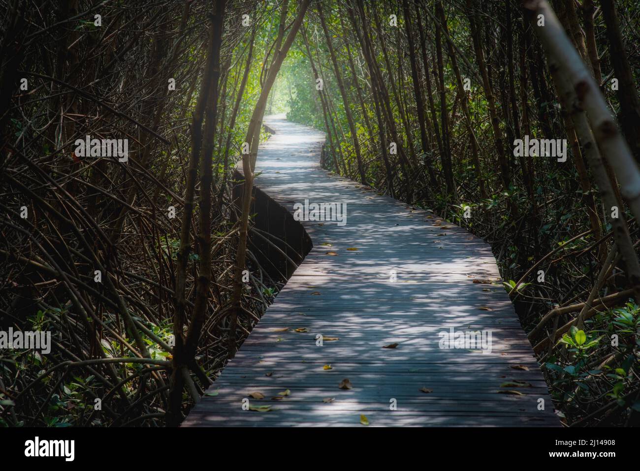 Wooden Bridge in mangrove forest at daytime Stock Photo - Alamy
