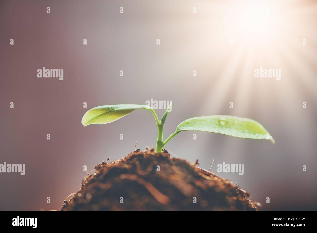 Growing young plants with sunlight. Selective focus. Sustainable ...