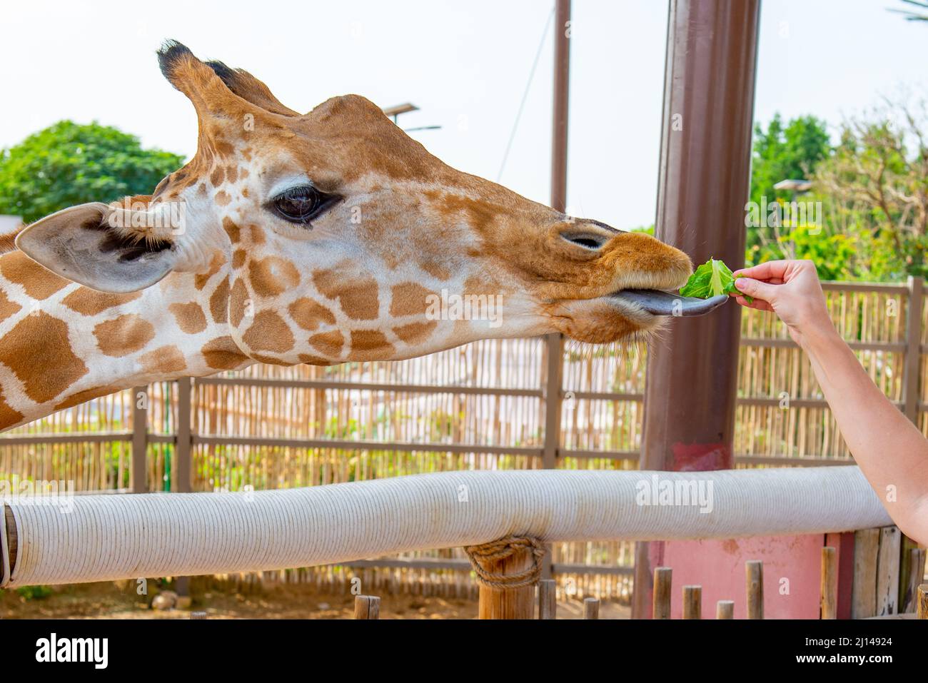Giraffe Eating Grass Wallpaper