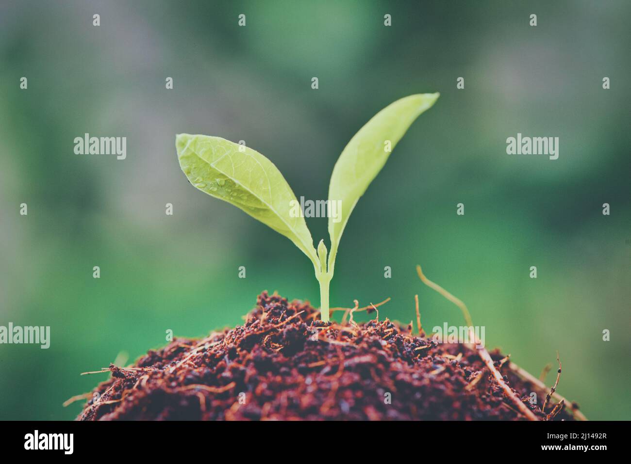 Growing young plants with sunlight. Selective focus. Sustainable ...