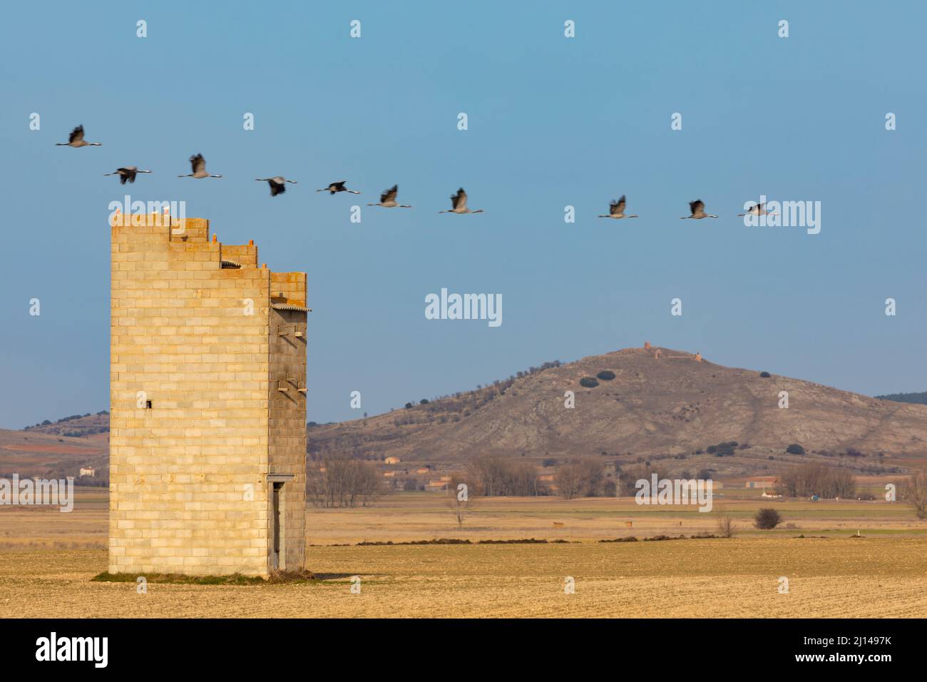 Antique dovecote with a flock of common cranes (grus grus) flying over ...