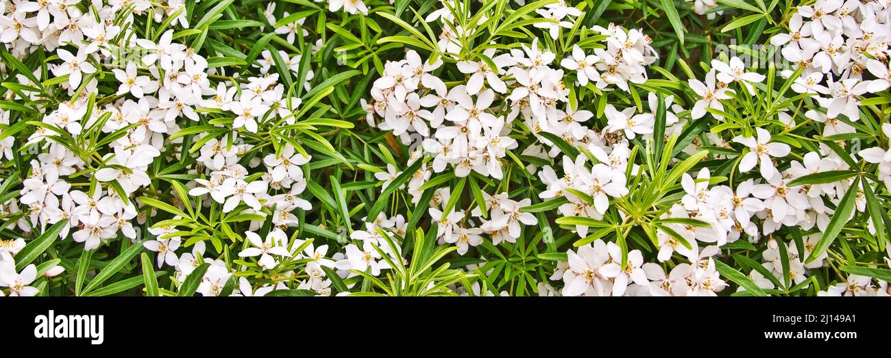 Choisya ternata, mexican orange tree in bloom, white small flowers ...
