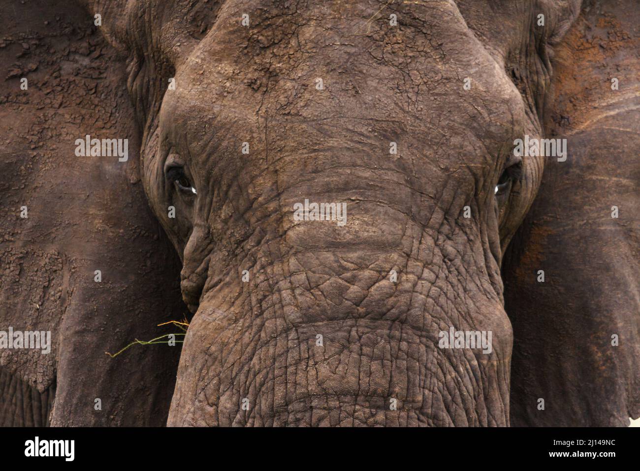 Big elephant big front hi-res stock photography and images - Alamy