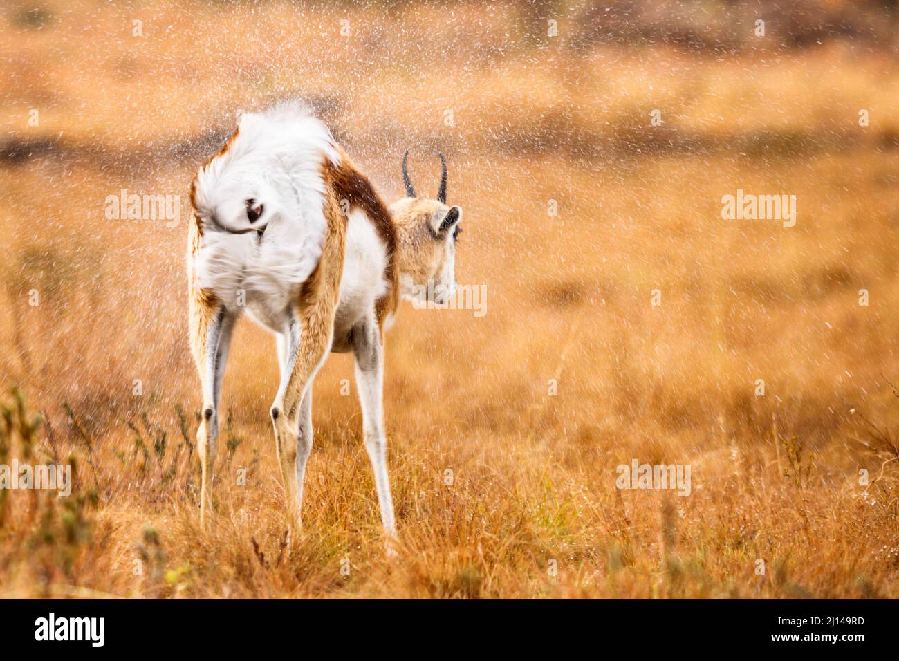 Juvenile female Springbok, Antidorcas marsupialis, shaking fur dry in ...