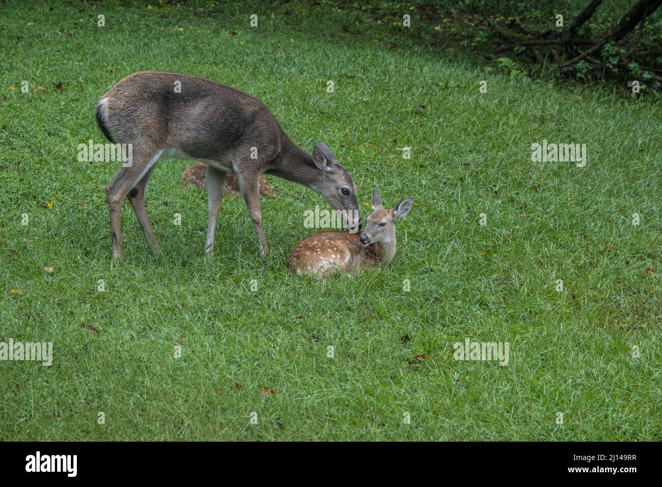 Two fawns sitting on the wet grass after the rain with a mother doe ...