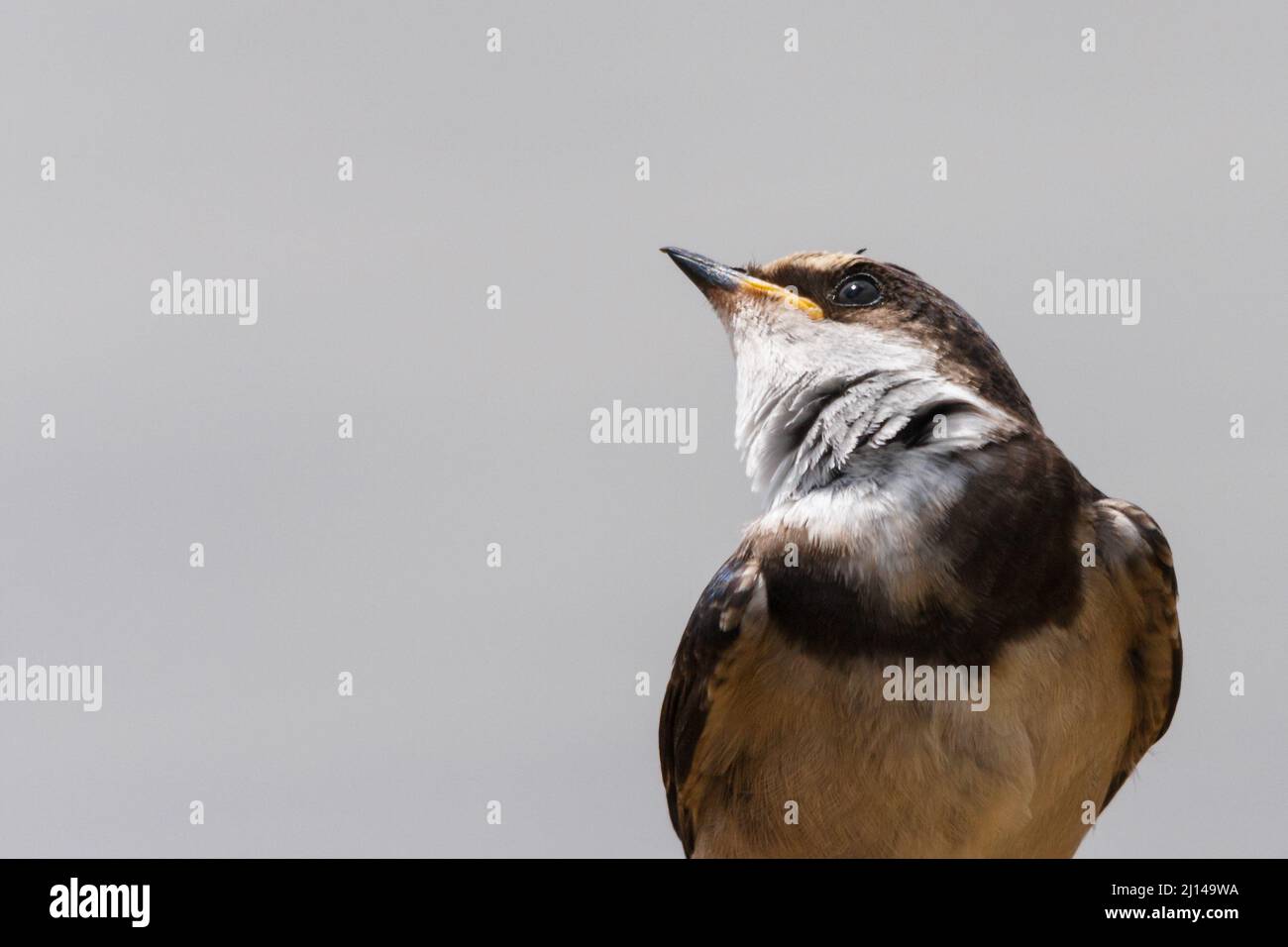 Portrait (side-on) of fledgeling White-throated Swallow, Hirundo ...
