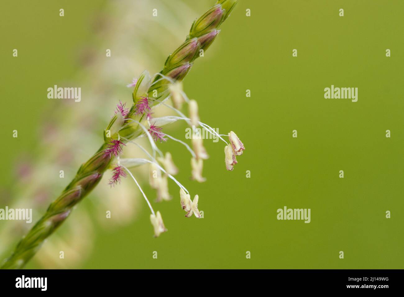 Wind Pollination Diagram
