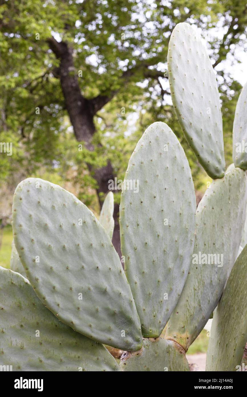 Spineless cactus - opuntia hybrid, close up Stock Photo - Alamy