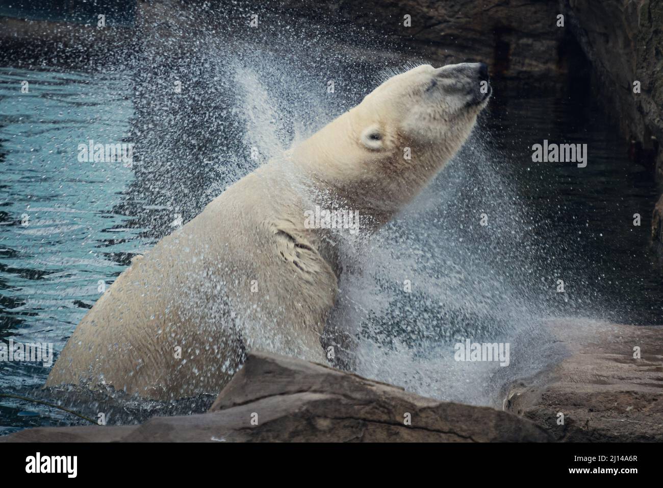 Polar bear shaking off the water Stock Photo - Alamy