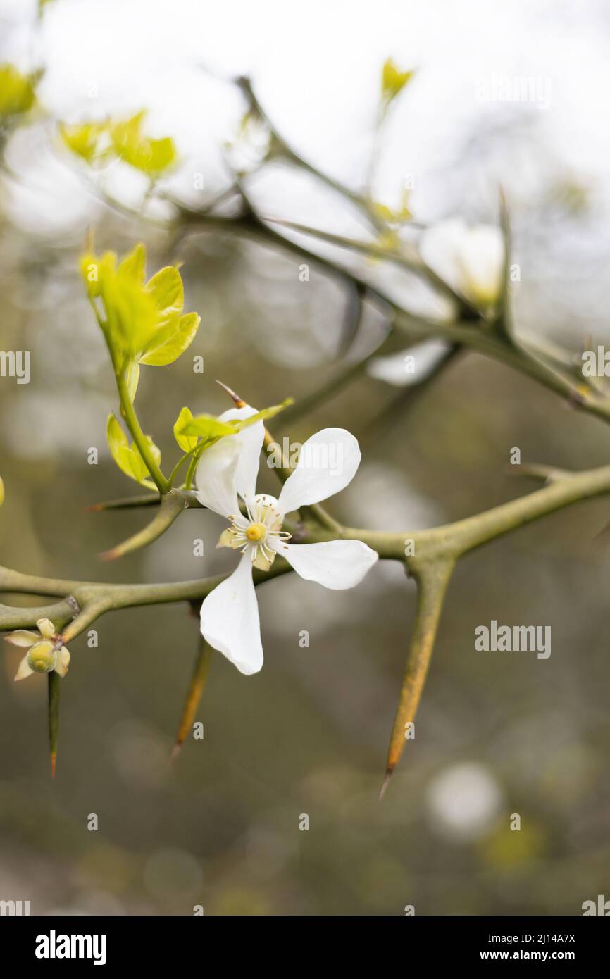 Poncirus hi-res stock photography and images - Alamy