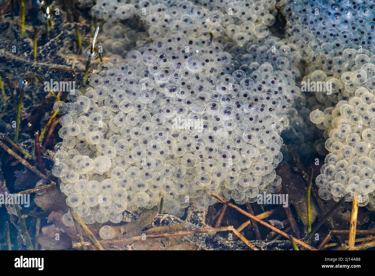 Frogspawn in a stream in the UK Stock Photo - Alamy