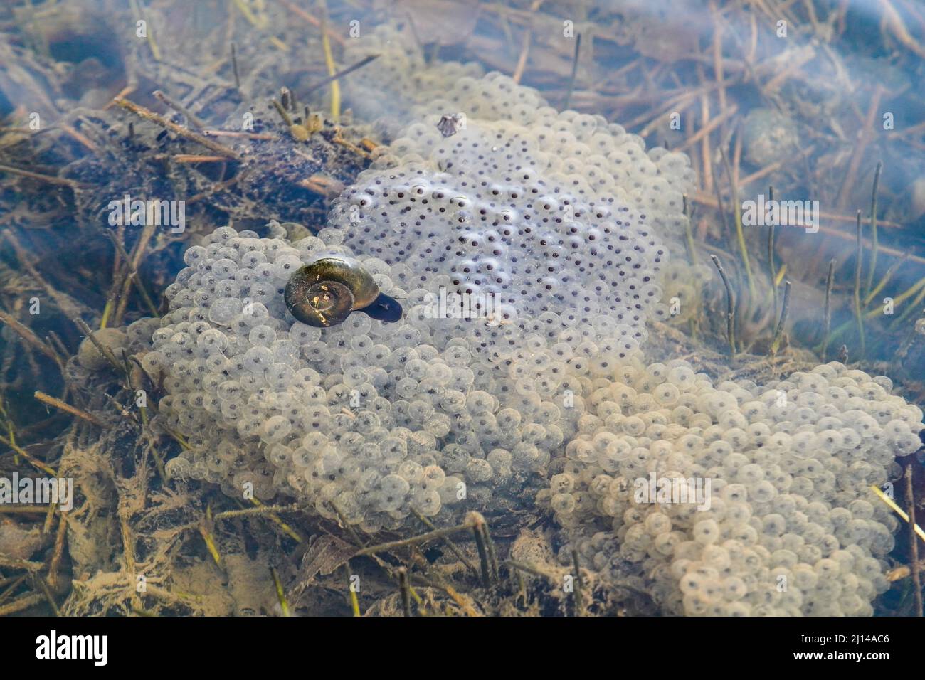 Frogspawn in a stream in the UK Stock Photo - Alamy