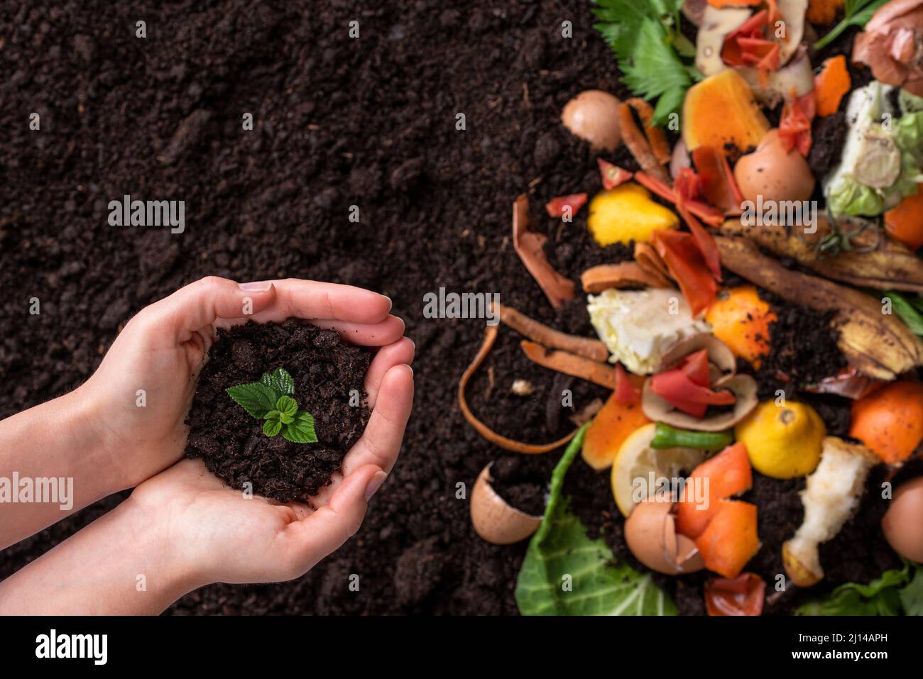 Hands holding a green young plant, Organic waste and black soil with a ...