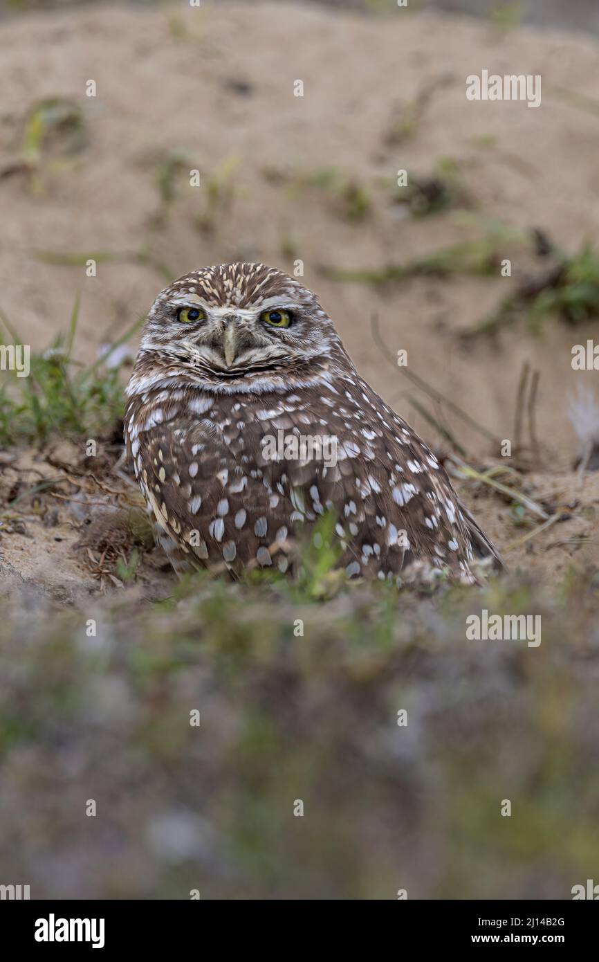Owl eyebrows hi-res stock photography and images - Alamy