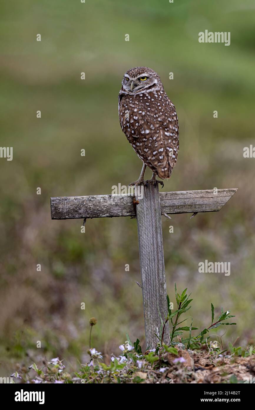 Owl eyebrows hi-res stock photography and images - Alamy