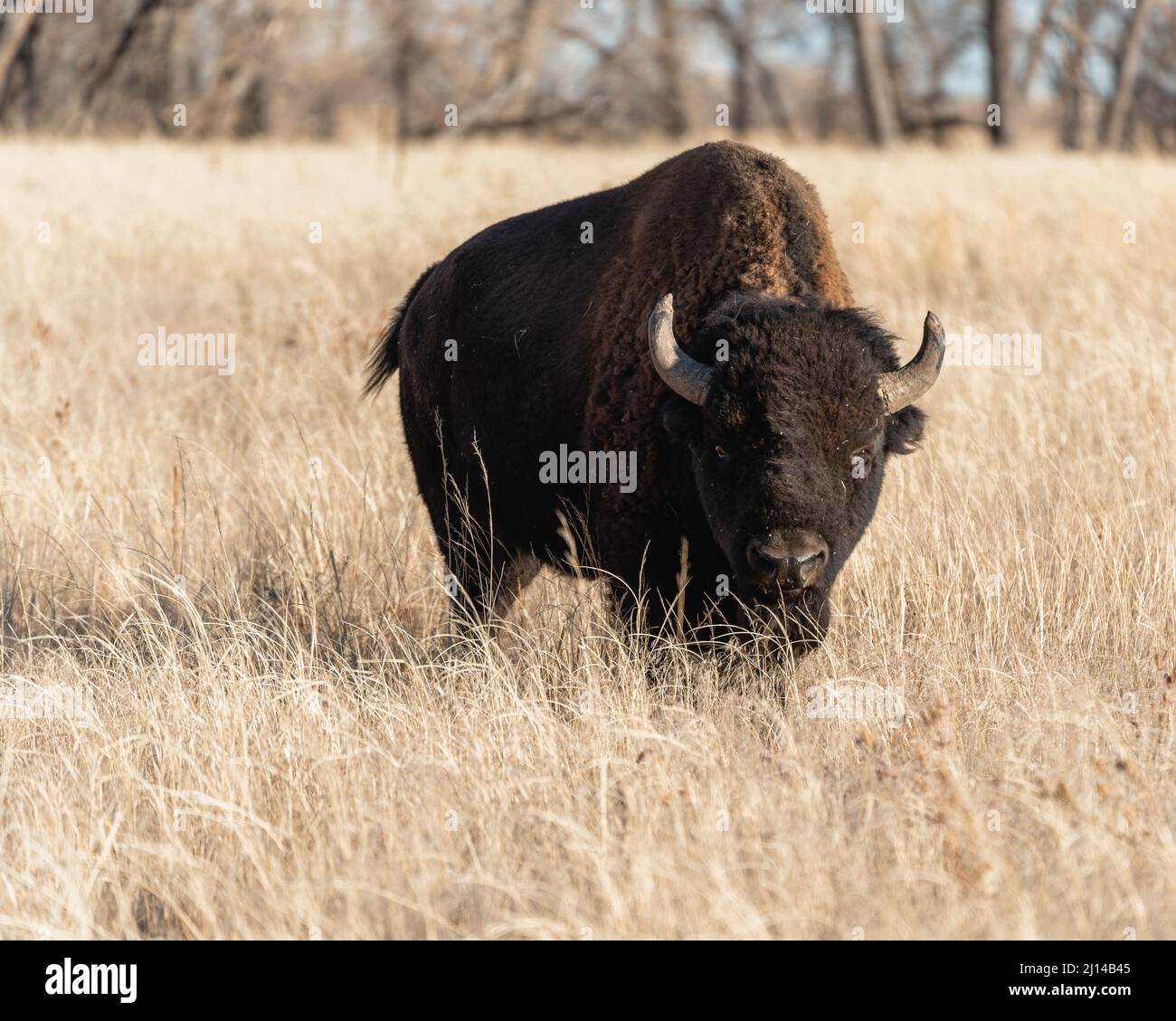 Brown bison in a sunny field Stock Photo - Alamy