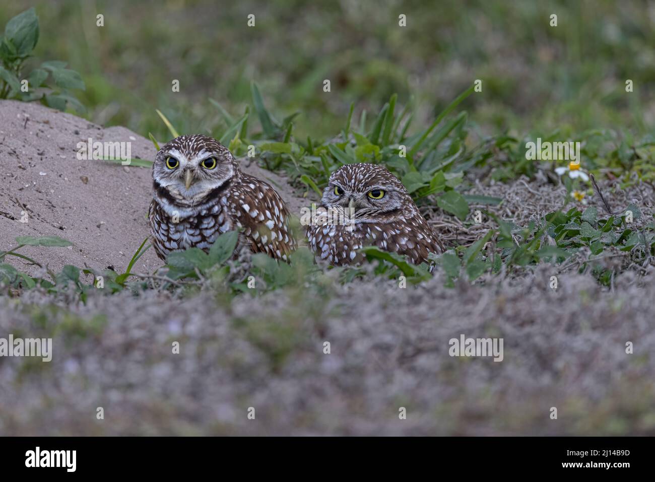 Owl eyebrows hi-res stock photography and images - Alamy