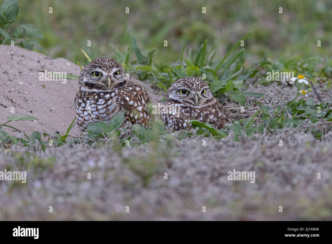 Bold eyebrows hi-res stock photography and images - Alamy