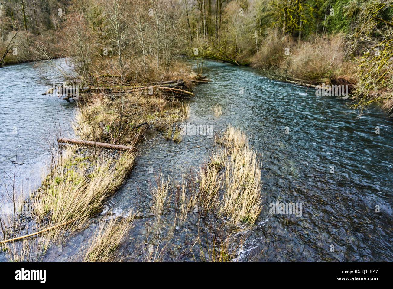 Grass grows in the shallow of the Green River in Washington State Stock ...