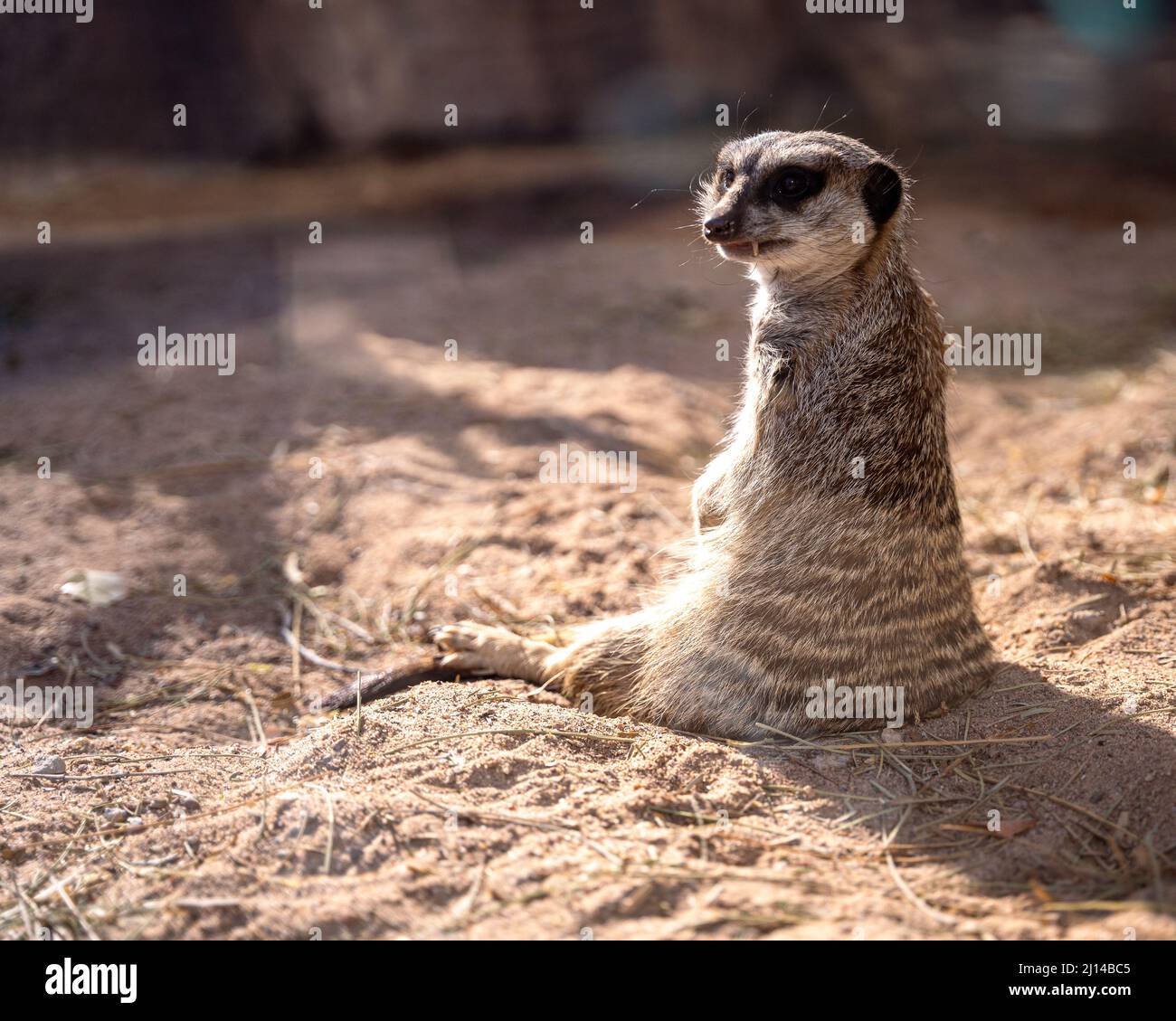 Angry meerkat hi-res stock photography and images - Alamy
