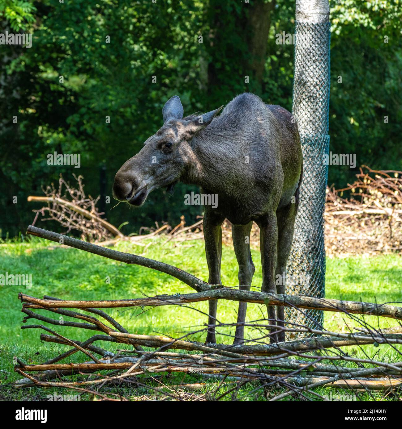 European Moose, Alces alces, also known as the elk. Wild life animal ...