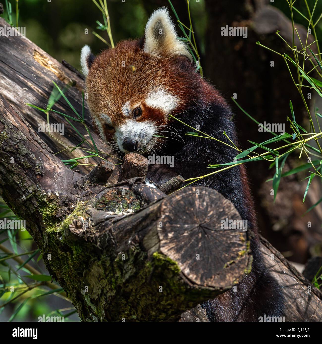 The red panda, Ailurus fulgens, also called the lesser panda and the ...