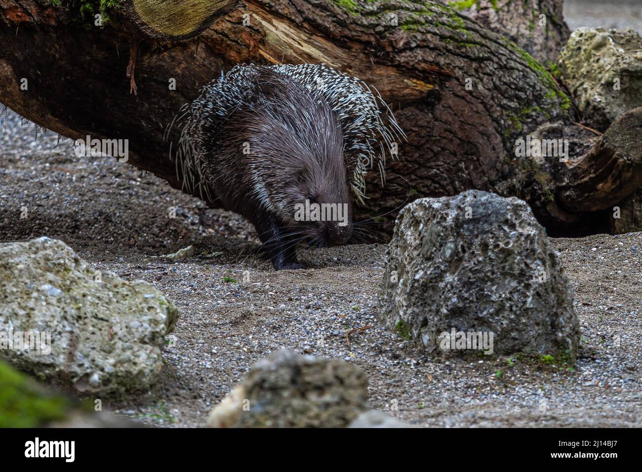 The Indian crested Porcupine, Hystrix indica or Indian porcupine, is a ...